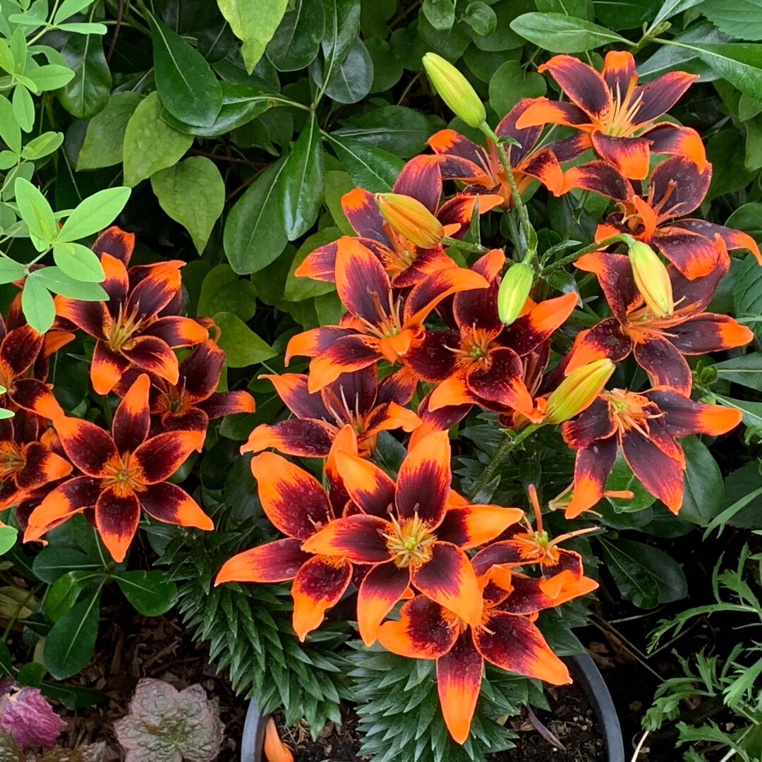 FOREVER SUSAN LILY FLOWER BULBS HARDY 3-4 FT TALL PERENNIAL PLANT ...