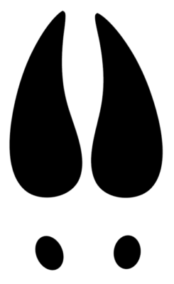 Deer Tracks V2 Vinyl Decal, Bumper Sticker, Truck, Hunting, Car, Window ...