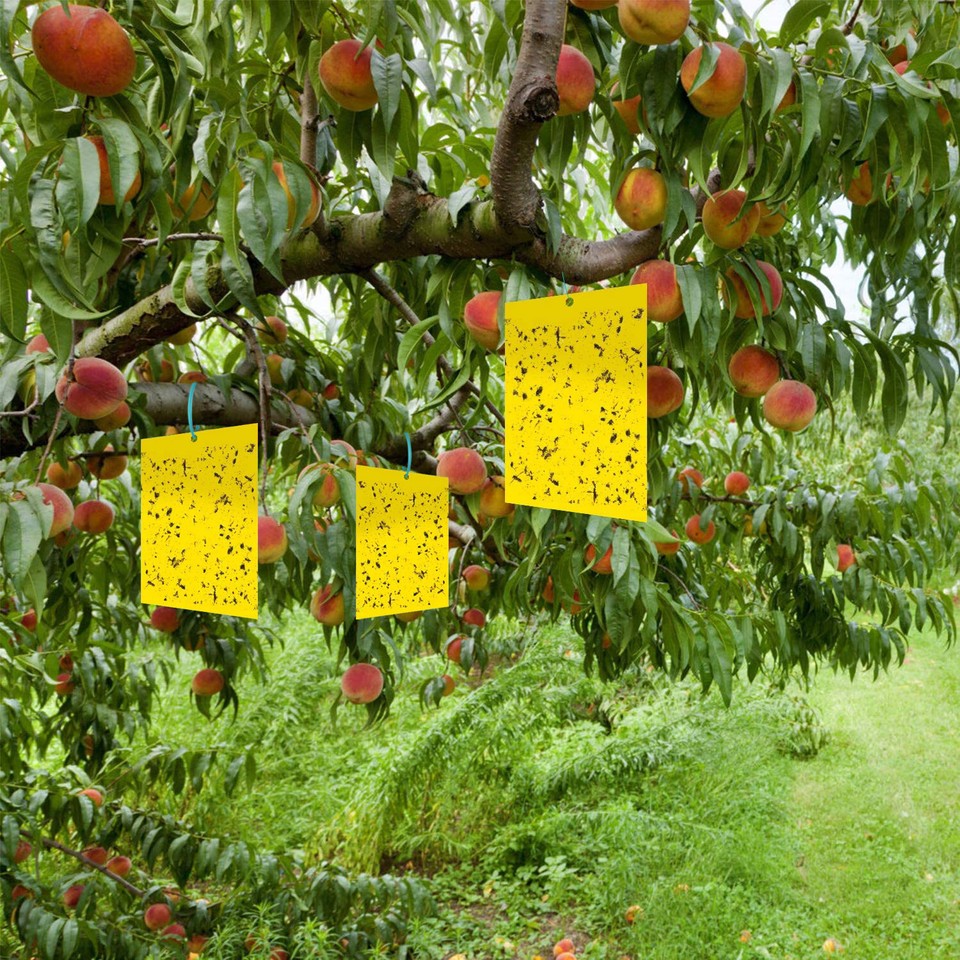 Sticky Fly Glue Trap Yellow Paper Trap Fruit Flies Insect Mosquitoes ...