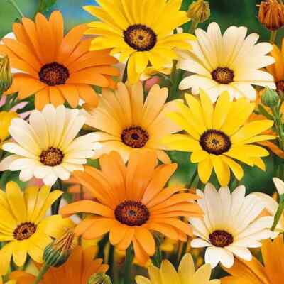 200 African Daisy Mix Seeds. USA Seeds. Organic. Ships free | eBay