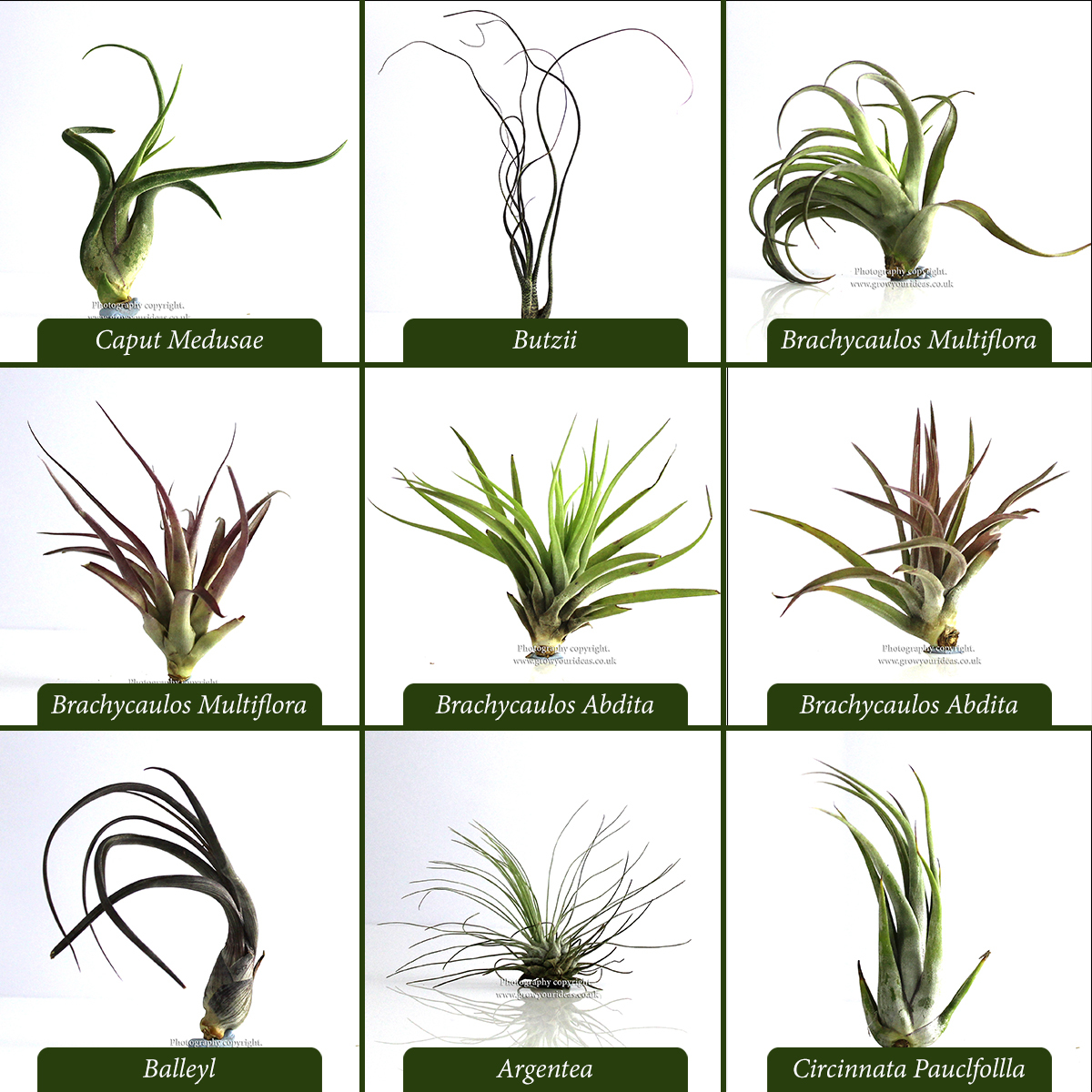 3 x Air Plant Tillandsia Fixative silicone for attaching Airplants ...