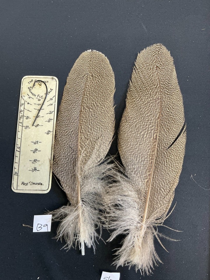 Kori Bustard feather pairs as shown in photos B1-B13 | eBay
