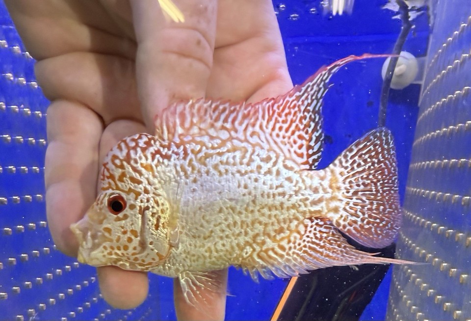 *Super VIP Gold Base Kamfa Flowerhorn*Highest Quality 3.5” Full face ...