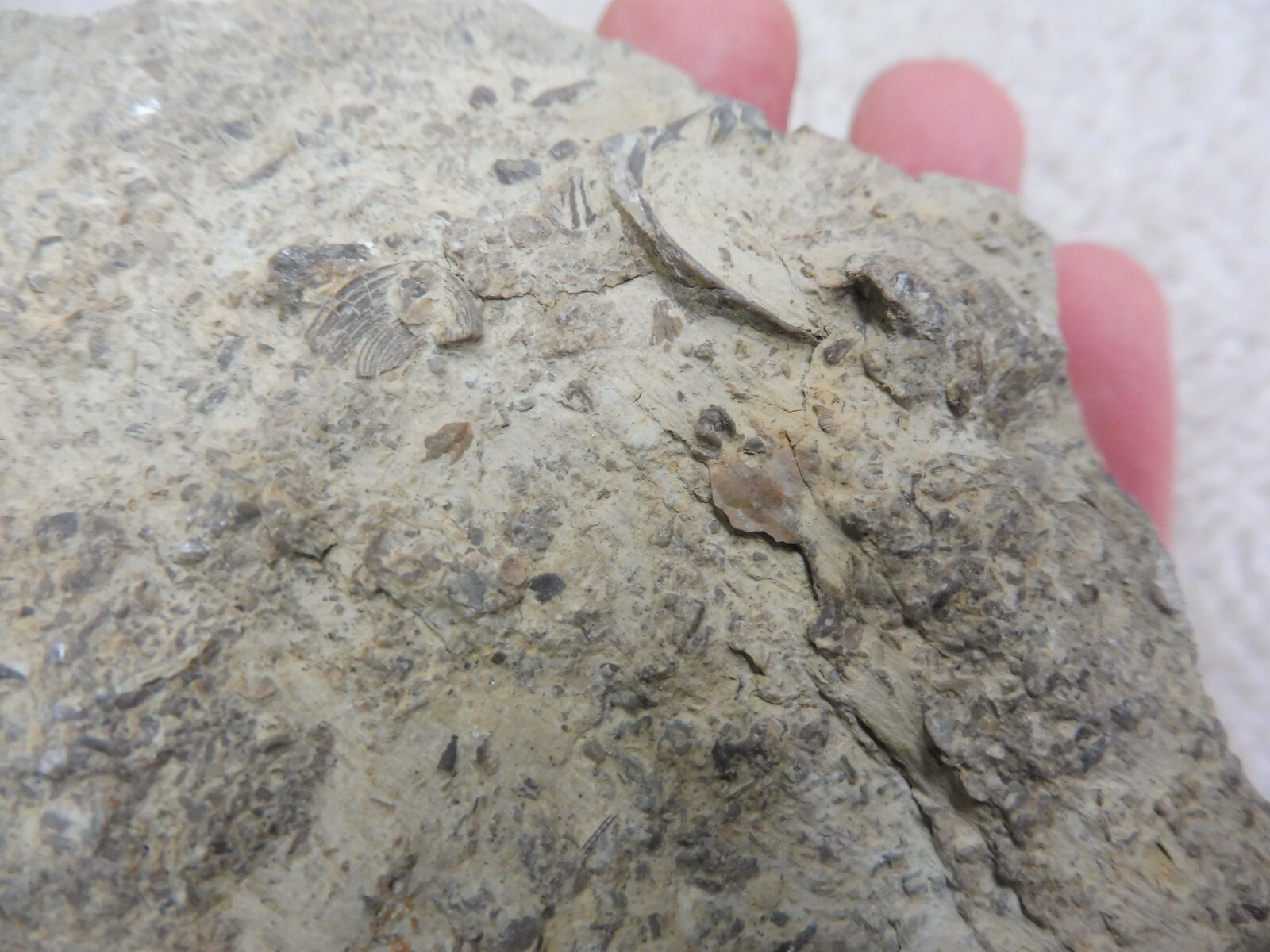 Fossil Chain Coral (Halysites) Wren's Nest (Wenlock Limestone), UK ...