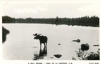 Bull Moose, Parc de la Gaspesie, Quebec, Canada --POSTCARD | eBay