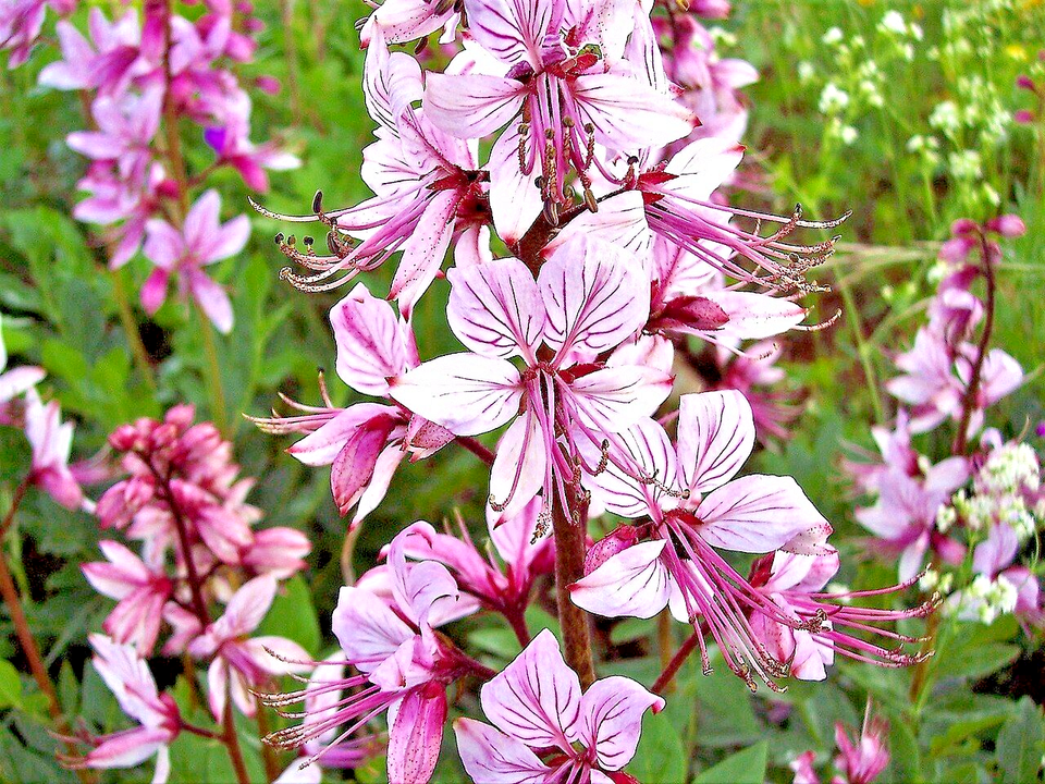 20 GAS PLANT Seeds (Dictamnus albus) Perennial Herb Flower ESSENTIAL ...