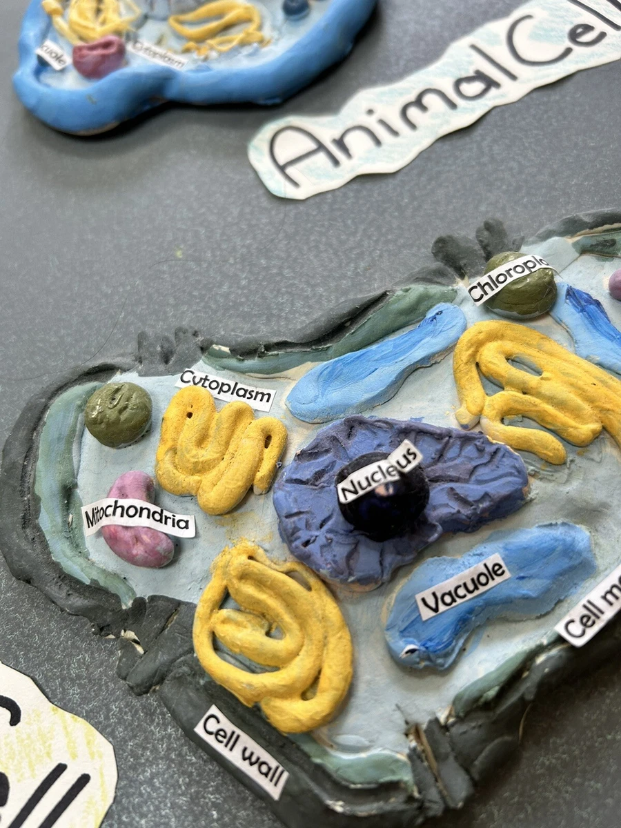 Mitochondria Clay Model