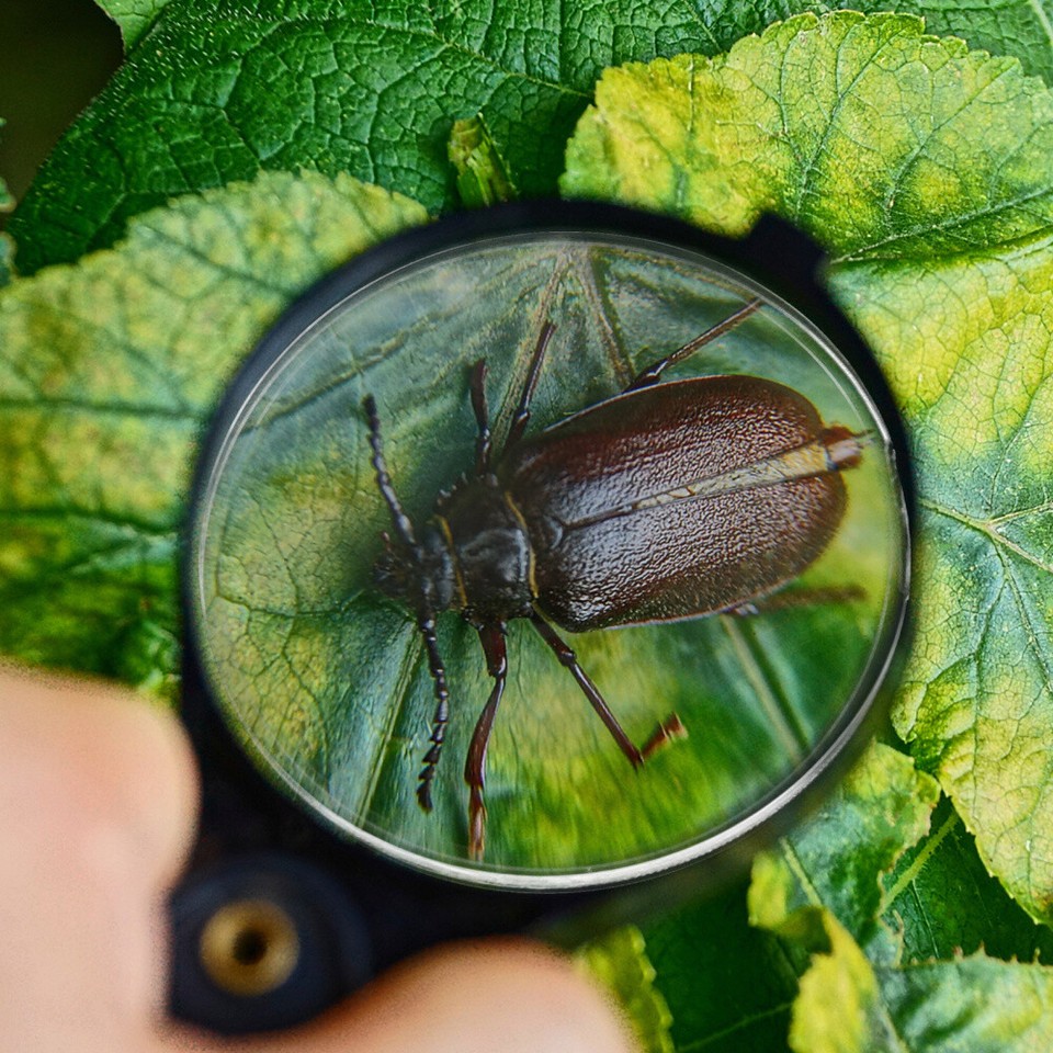 20 Pcs Fresnel Lens Fire Starter Convex Lenses for Science Child | eBay