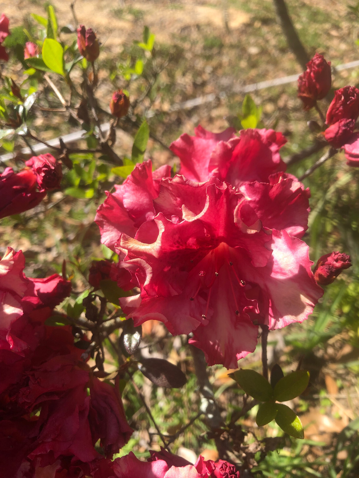 Rhododendron Azalea Red Ruffles pint plant | eBay