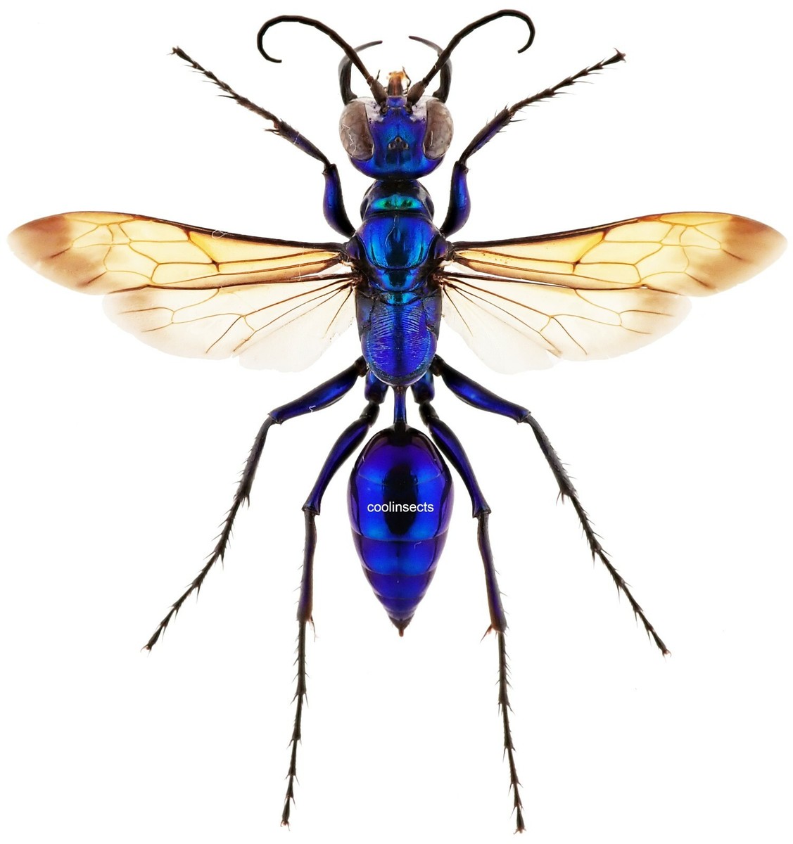 Insect Hymenoptera Wallpapers