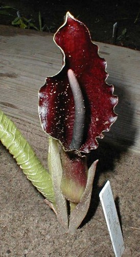 Large Sauromatum Giganteum Typhonium Giant Voodoo Lily Arum ...