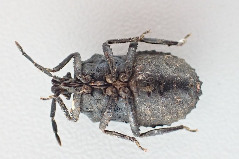 j13036. Insects, Hemiptera sp. Vietnam, Lam Dong | eBay