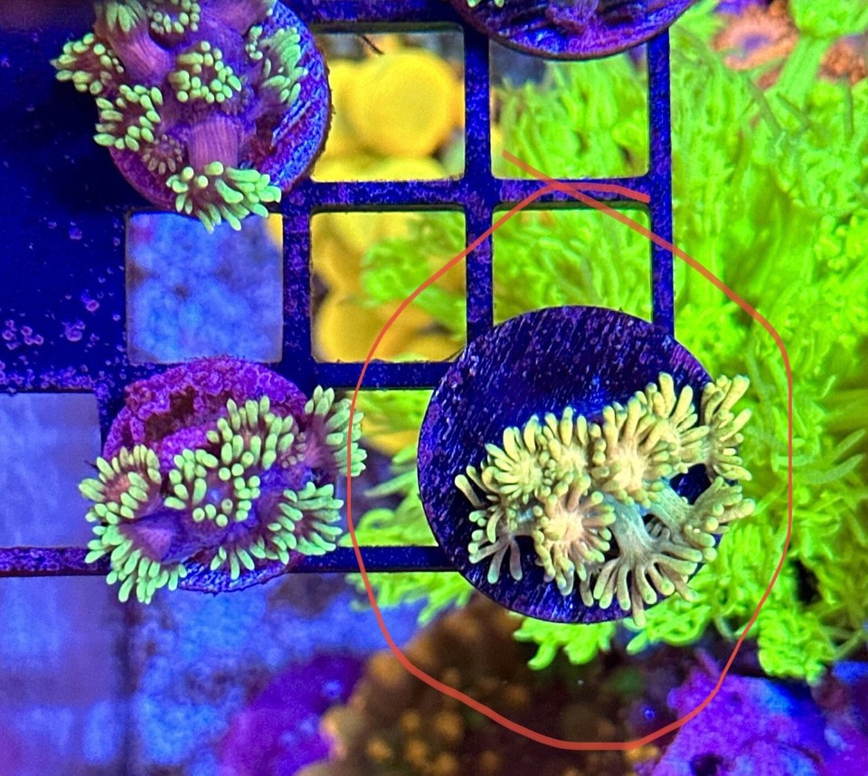 Rare Bright SBB Rubix Cube Goni WYSIWYG Live Coral Frag Goniopora Lps Sps Zoa | eBay