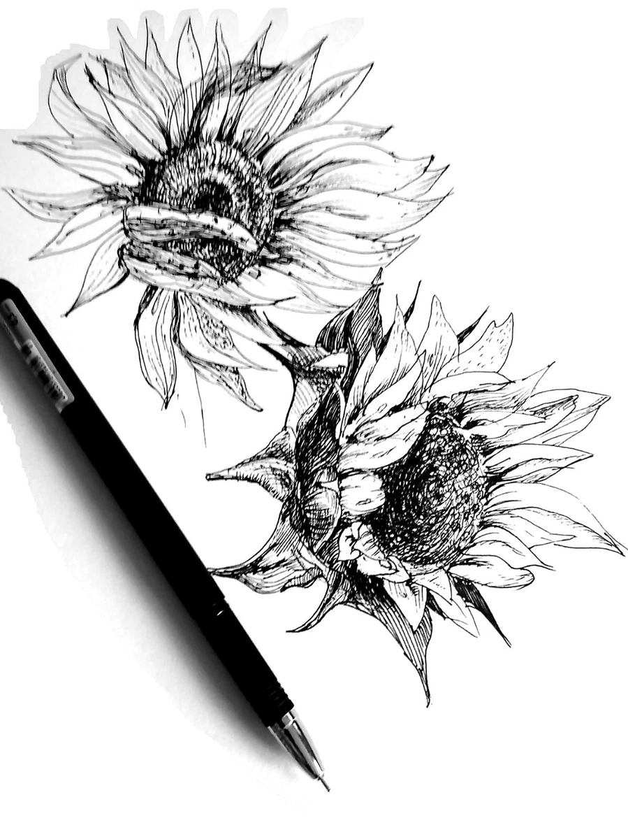 Sunflower Art Black And White
