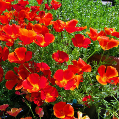 Red Chief California Poppy Seeds | Non-GMO | Free Shipping | Seed Store ...