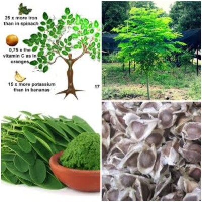 50 Fresh Organic Moringa Tree Seeds Limited Stock Free Postage to ...