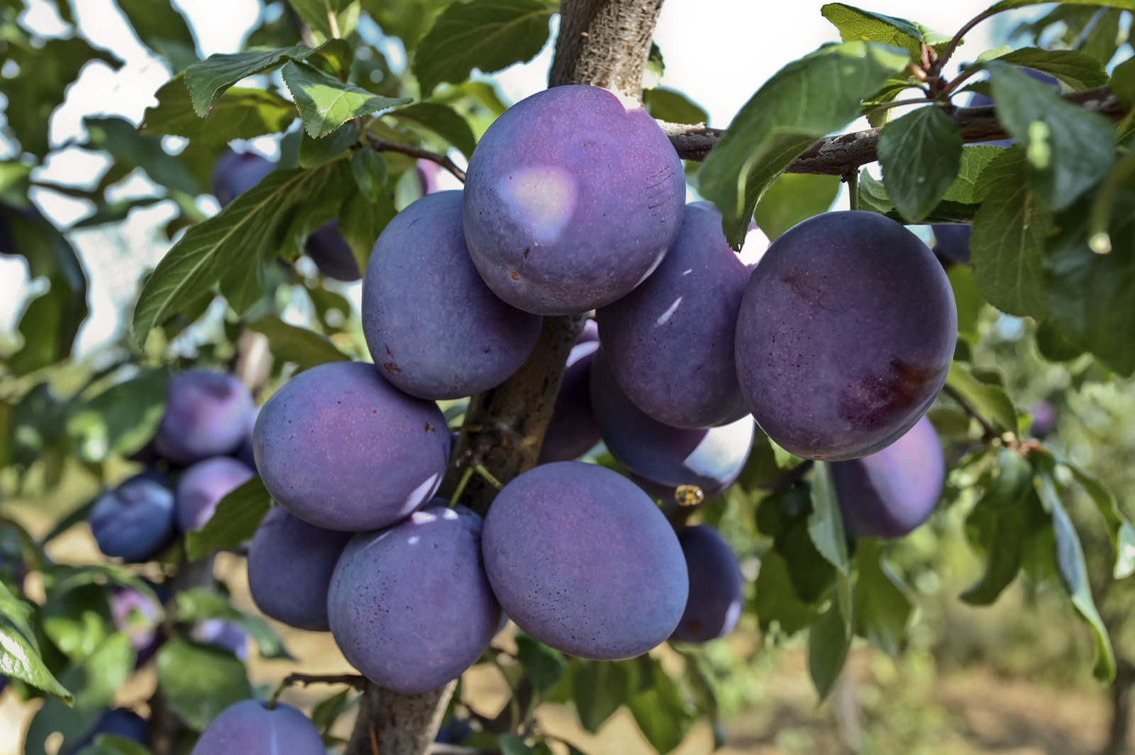 Opal Plum Tree 4-5ft in a 6L Pot, Self-Fertile,Ready to Fruit,Early ...