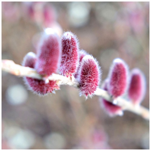 Willow Mount Aso / Salix Gracilistyla, Very Attractive Fuzzy Pink ...