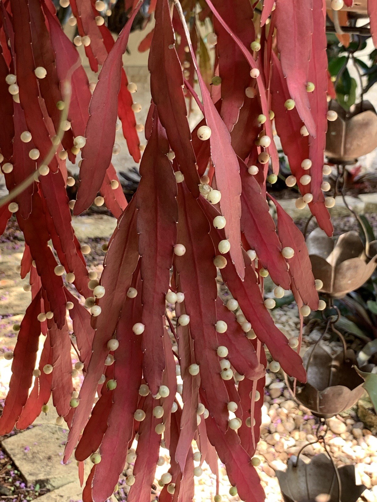 Rhipsalis ramulosa Red 6 Cuttings Pseudorhipsalis Mistletoe Cactus ...