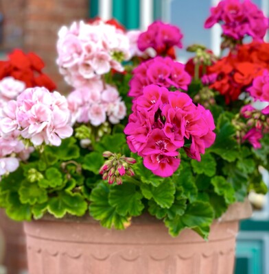 10x Geranium F1 Horizon Mix Flower Seeds | eBay UK