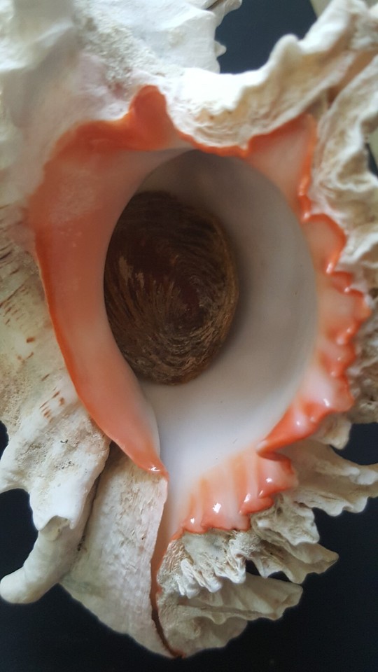 Gem Murex Chicoreus Ramosus With Exceptional Deep Orange Outer Lip Red ...