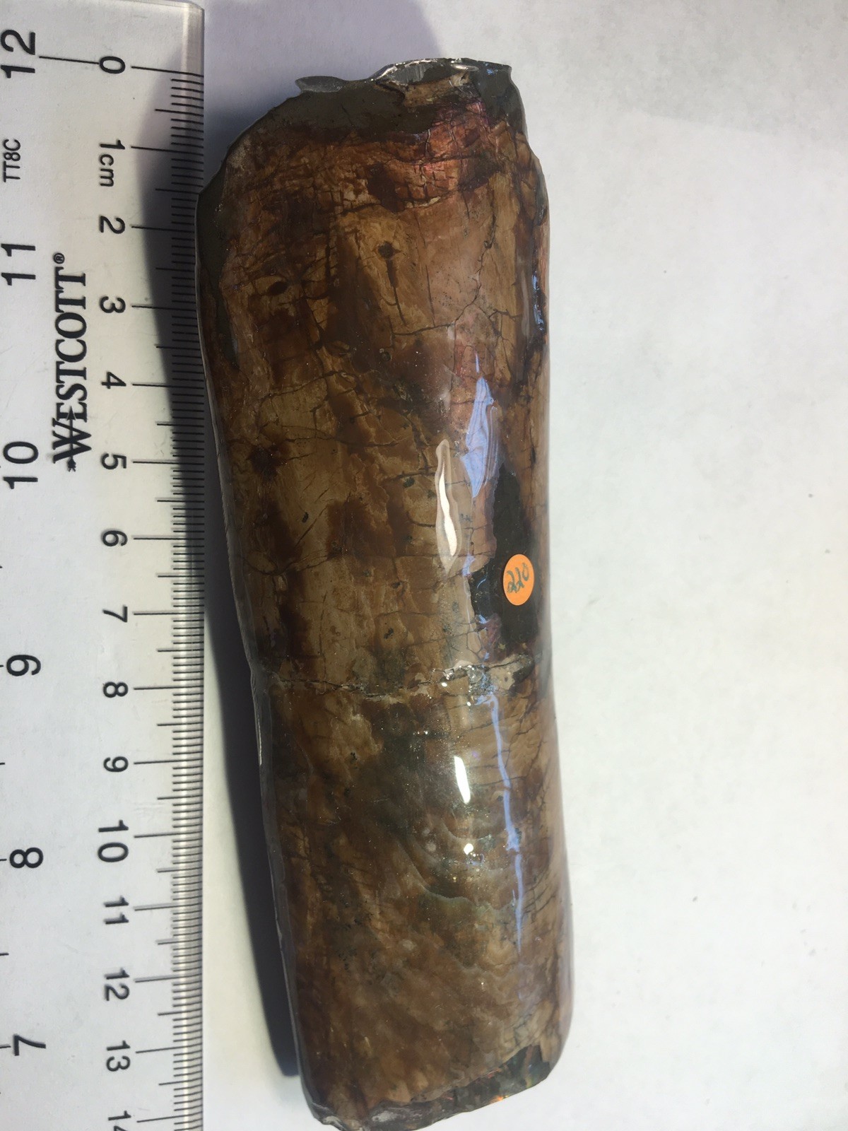 Large Bacculite Fossil Ammolite Nice Color, Colorado | eBay