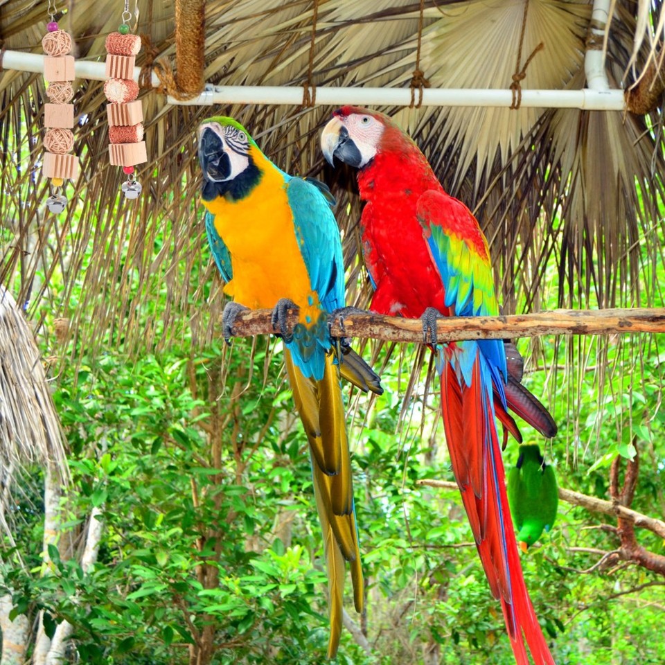 3Pcs Parrot Chewing Toys Hanging Parrot Bite Toys for Birds Hanging ...