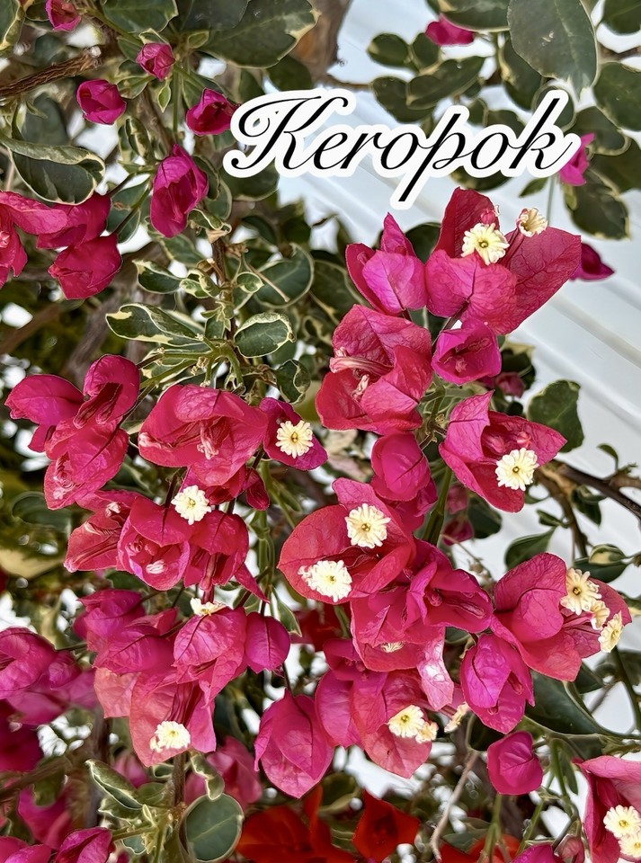 7 Varieties colors bougainvillea In Huge Bonsai plants. | eBay