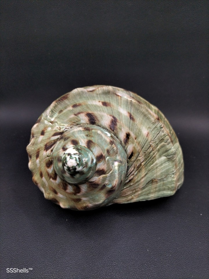 Giant 5.7" natural turbo marmoratus sea shell. Operculum Collectors ...