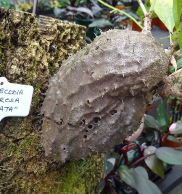 Myrmecodia tuberosa 'The Ant Plant' x 1 | eBay Australia