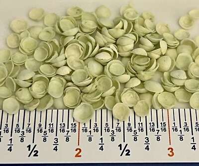 25 Multi Pastel Mint Green Lucine Cup Shells Small Mini Beautiful DYED ...