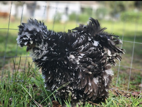 Silkie Hatching Eggs Mottled 6, Satin, Showgirl, Frizzle NPIP & AI ...