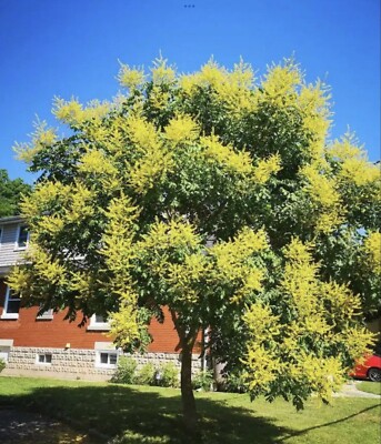 Golden rain tree seedlings (1) 10-14”. Will ship with 3” Pot🌺 | eBay