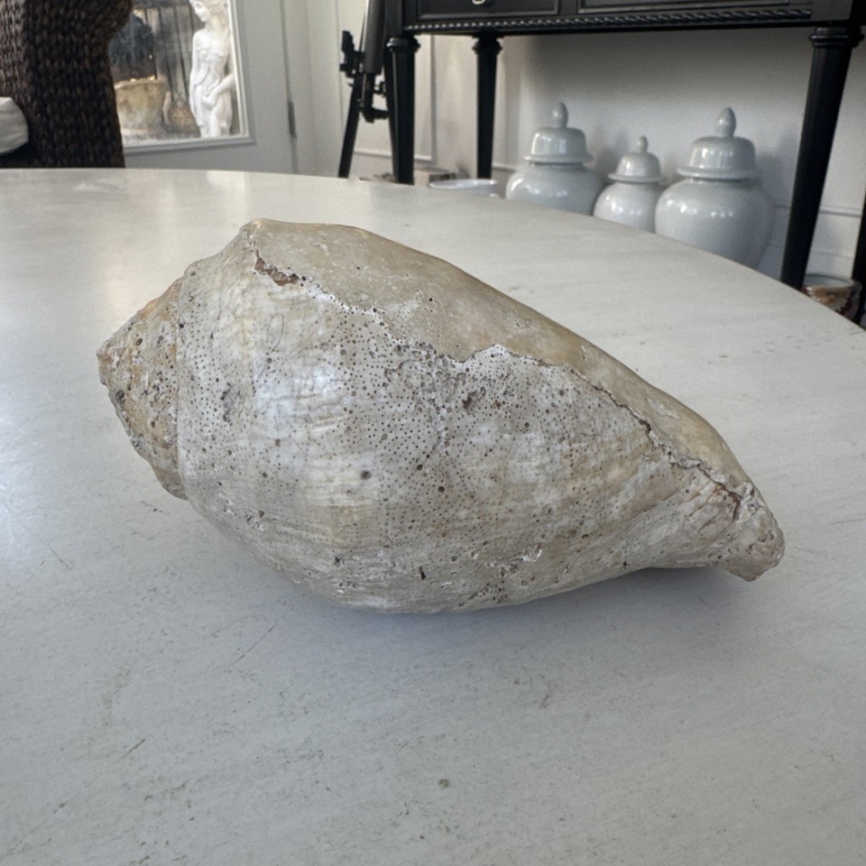 Beautiful Conch - Large Sea Shell 8” Long x 4” Tall | eBay
