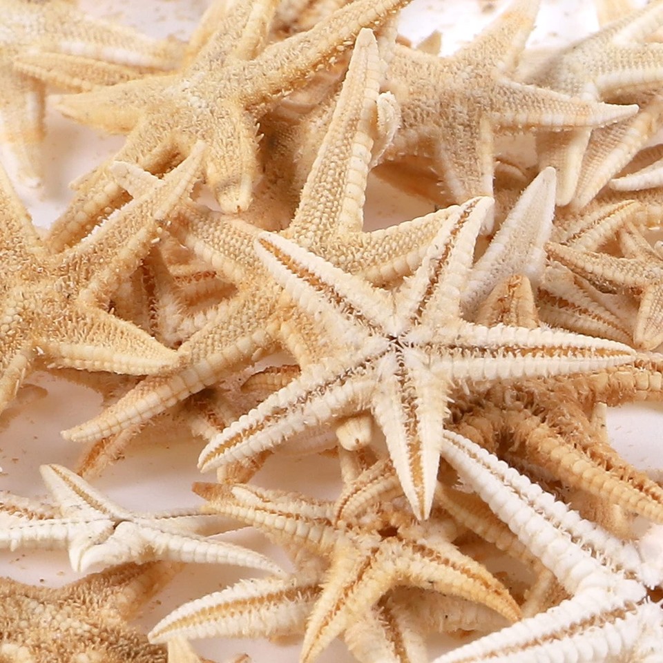 100 Pcs Small Starfish Star Sea Shell Beach for Craft 0.4"-1" | eBay