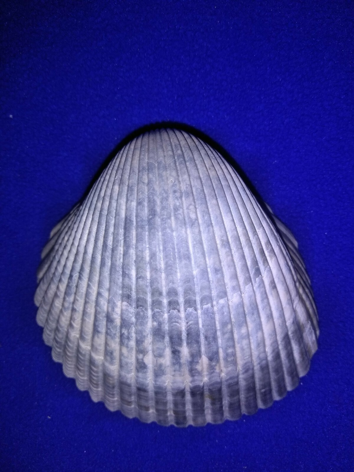 CK07 Atlantic Giant Cockle Sea Shell Dinocardium Robustum Cardiidae ...