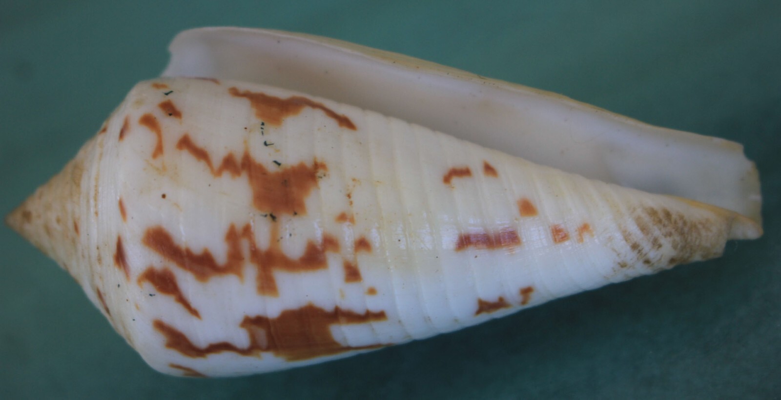 Conus pergrandis rare 85mm super caught in 100 meters deep PS Sept 8 ...