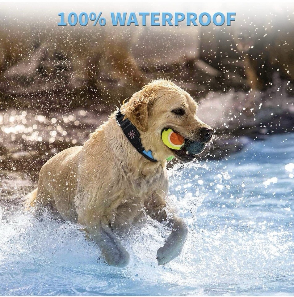 LED Light Up Flashing Red Dog Collar USB Rechargeable Swim Waterproof ...