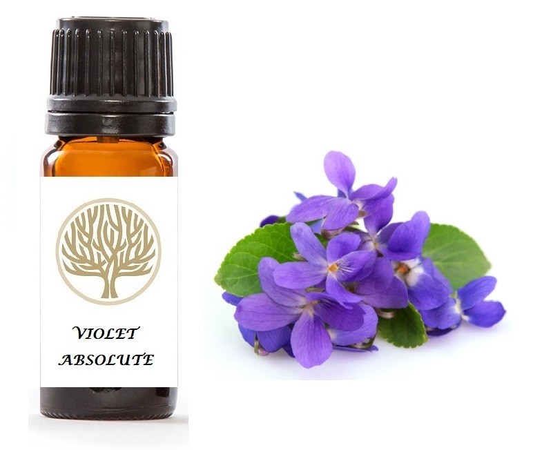 Violet Flower Absolute Oil | Best Flower Site