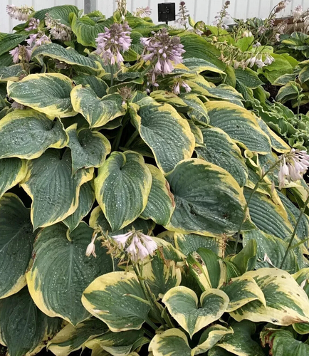 Hosta Shadowlands Gigantosaurus Proven Winners Rooted 2" Pot Perennial ...