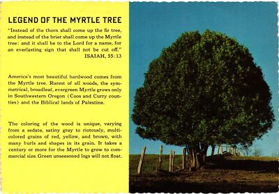 Vintage Postcard 4x6- Myrtle Tree | eBay