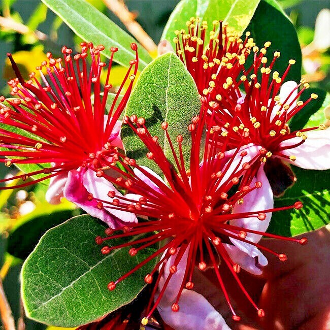 20 PINEAPPLE GUAVA TREE SEEDS "Brazilian Fig Guava Fruit" Tropical ...