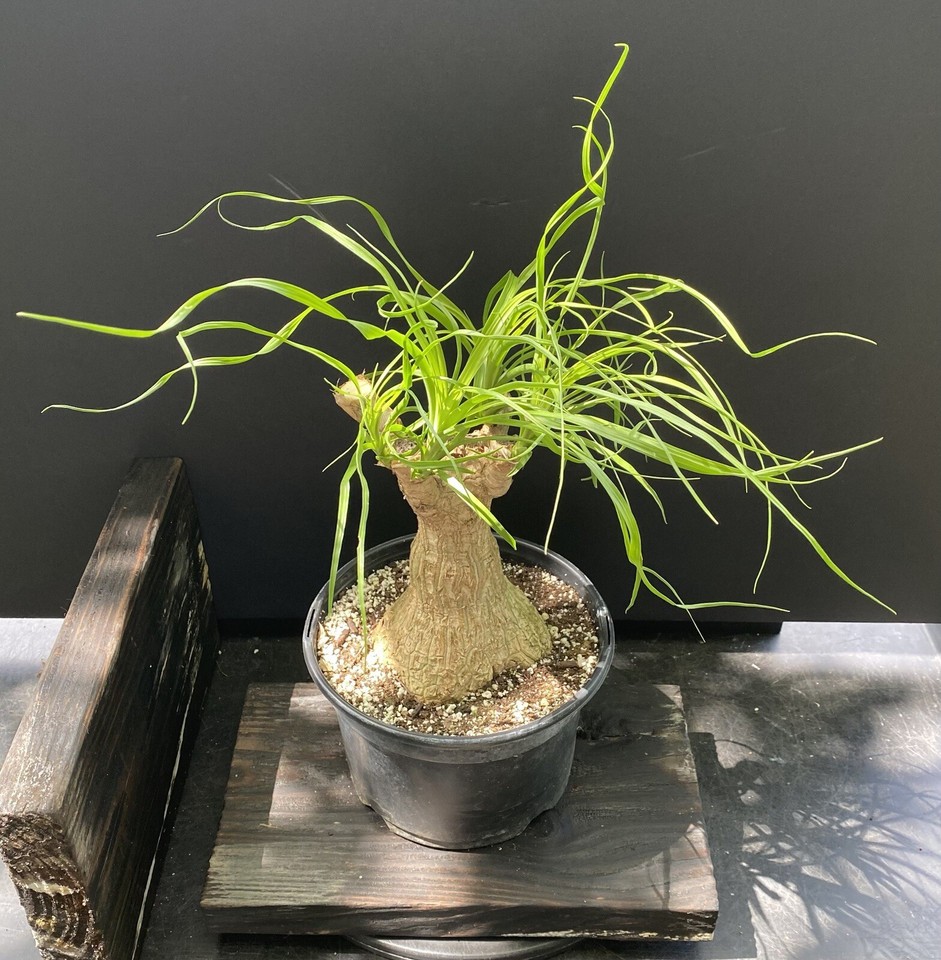 Ponytail palm bonsai material with fat trunk Can be indoors Beaucarnea ...
