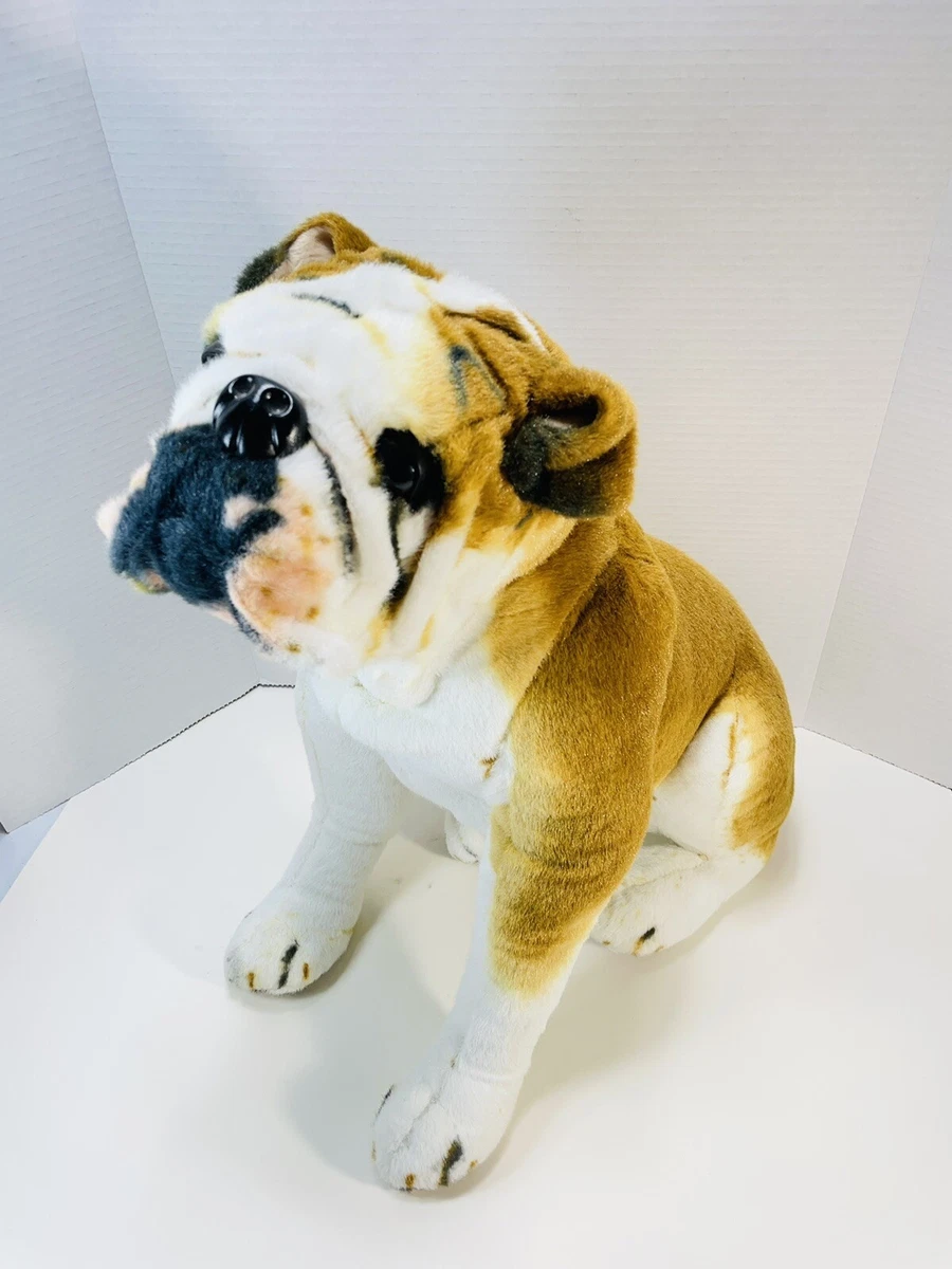 Giant English Bulldog