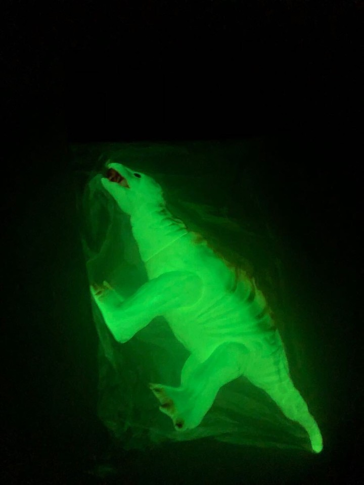 Bullmark Stegon GID Ultraman Sofubi 958773 | eBay