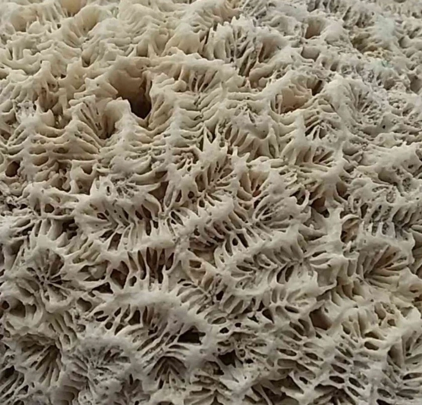 Large Coral Pieces For Decoration