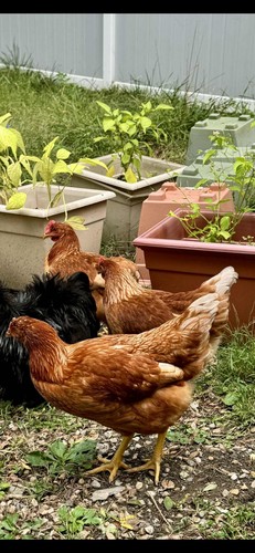 1 Dozen Rhode Island Red Frizzle Fertile Hatching Eggs | eBay