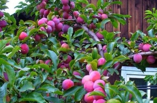 Beach Plum Tree (1 feet Tall, 4" pot) Prunus maritima Deer resistant ...