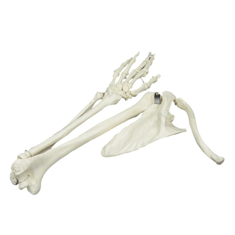 Human Arm Skeleton Model, Anatomical Human Arm Model Anatomical Study ...