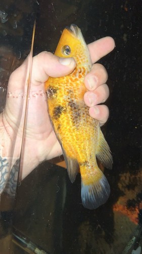 Red Dovii/Wolf Cichlid (8 Inches) | eBay